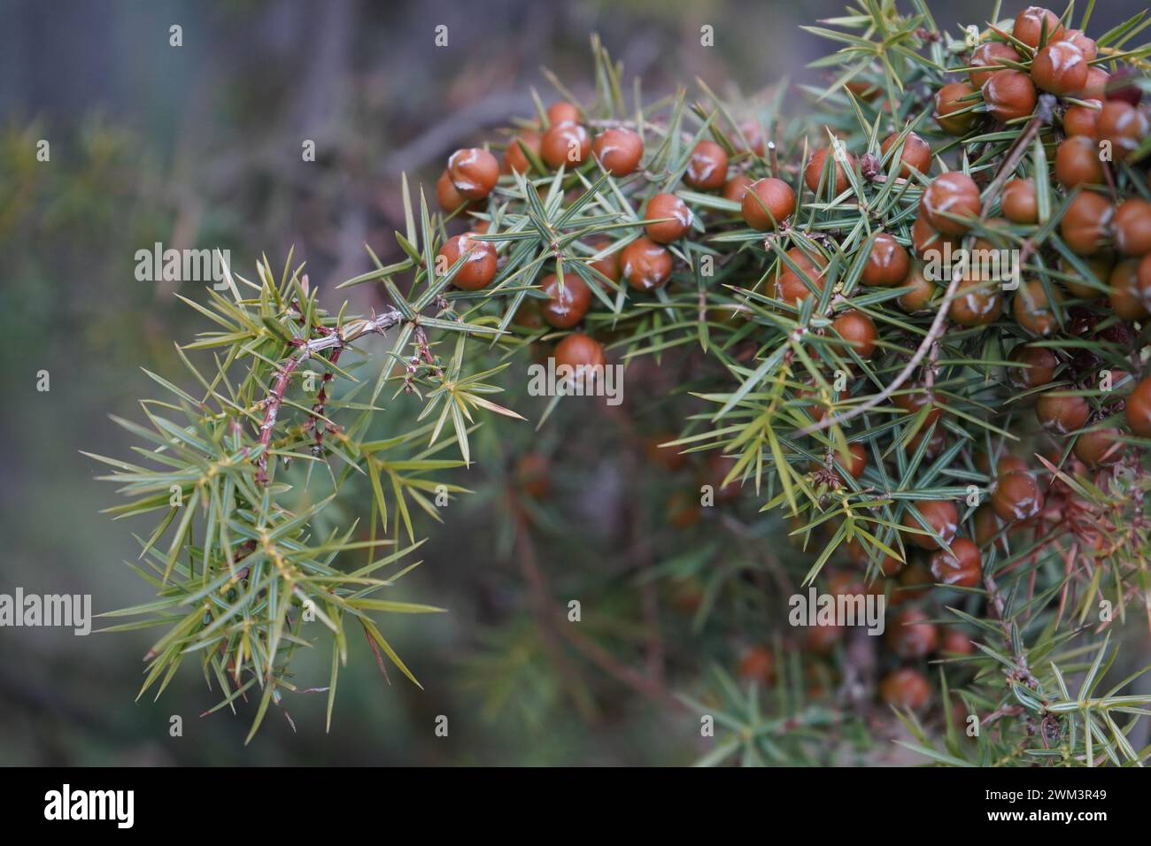 Juniper, Cade, Cade juniper, prickly juniper, prickly cedar, or sharp ...