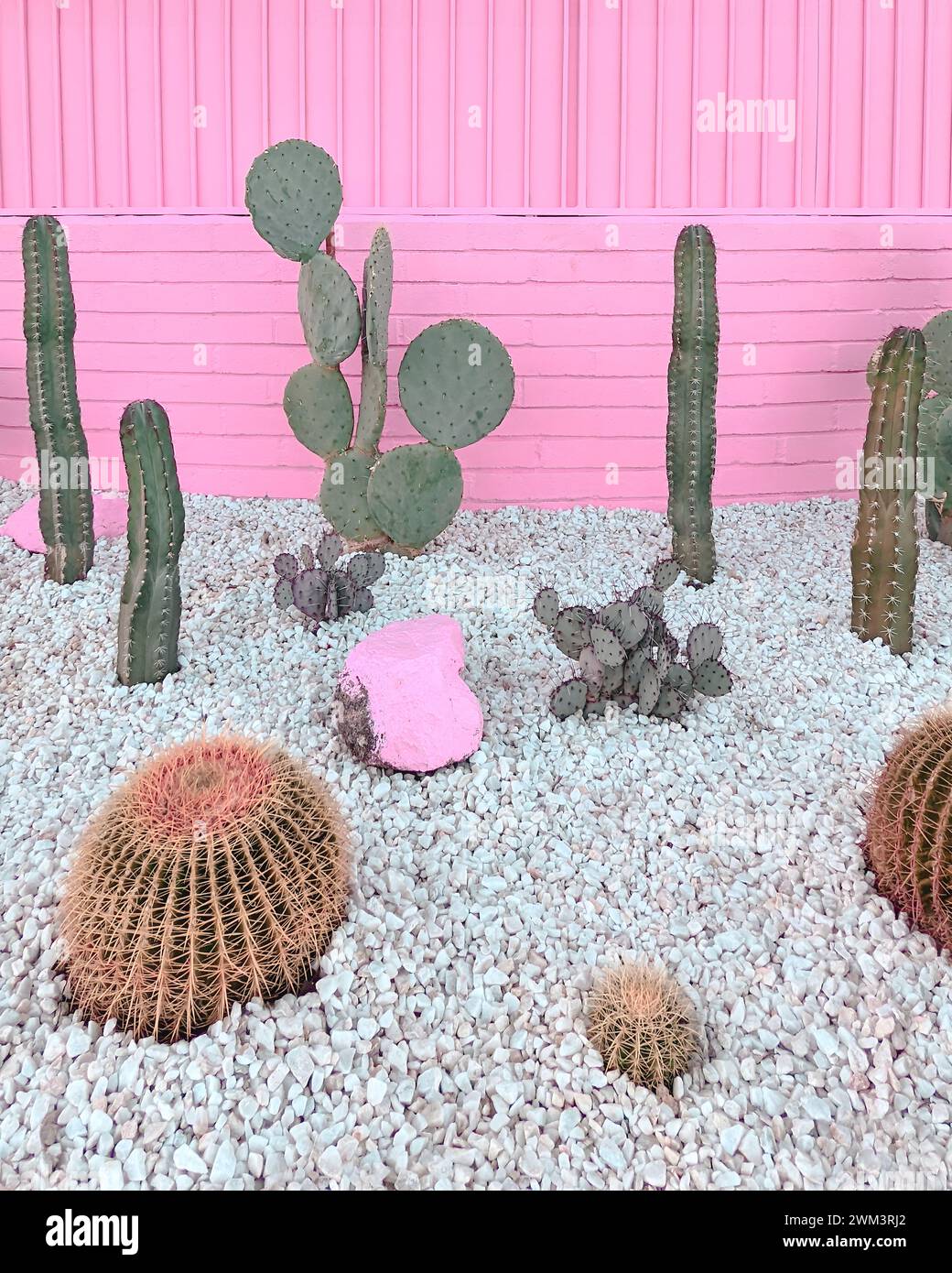 Cactus palm springs desert garden hi-res stock photography and images ...