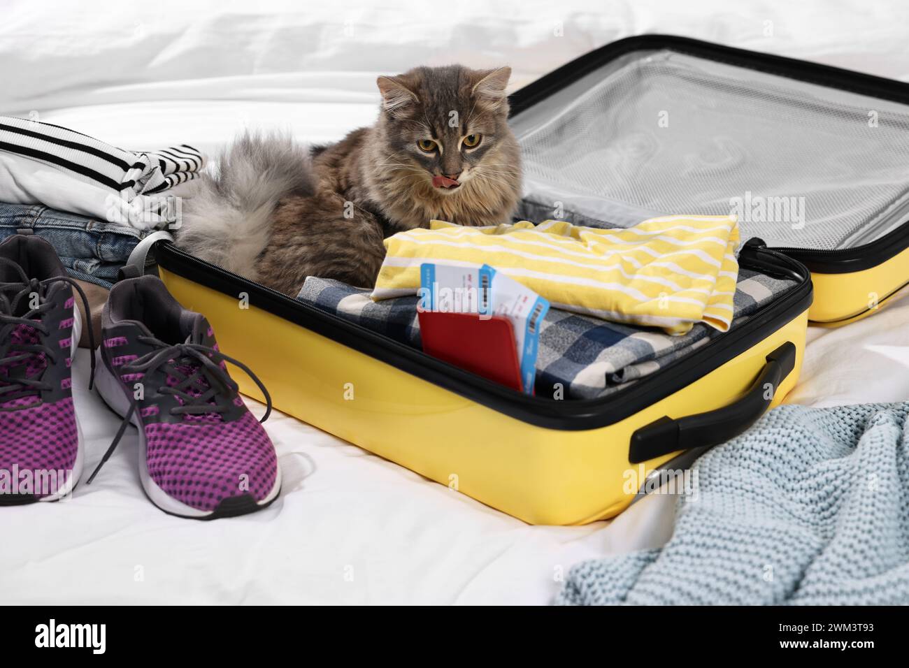 Open suitcase cat hi-res stock photography and images - Alamy