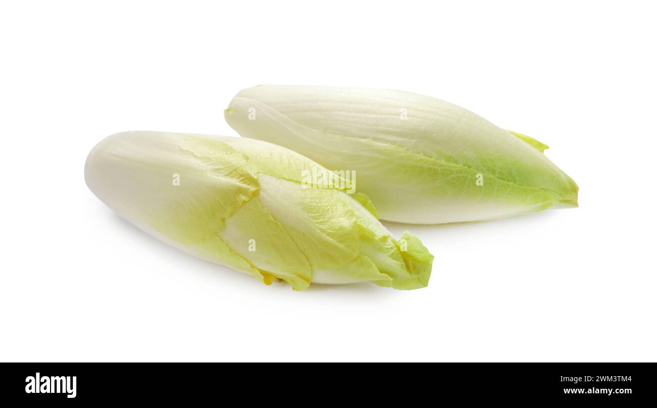 Raw ripe chicories on white background. Belgian endive Stock Photo - Alamy