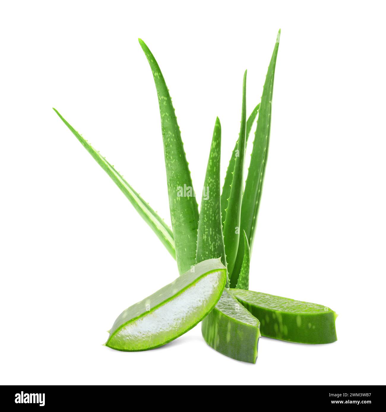 Cut aloe vera leaves isolated on white Stock Photo - Alamy