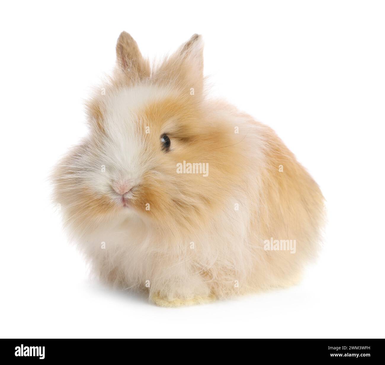 Cute fluffy pet rabbit isolated on white Stock Photo - Alamy