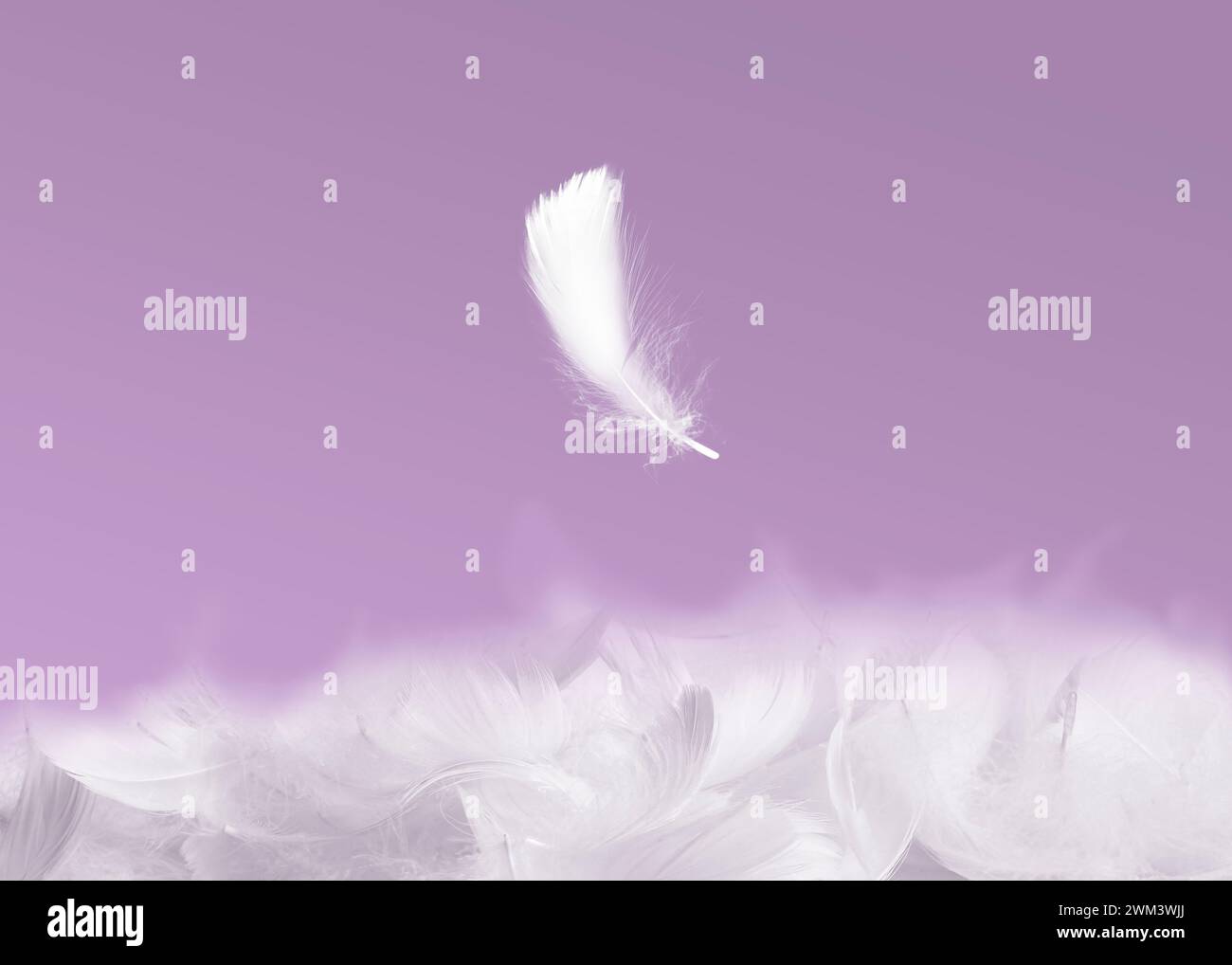 Fluffy bird feather falling on violet background Stock Photo - Alamy