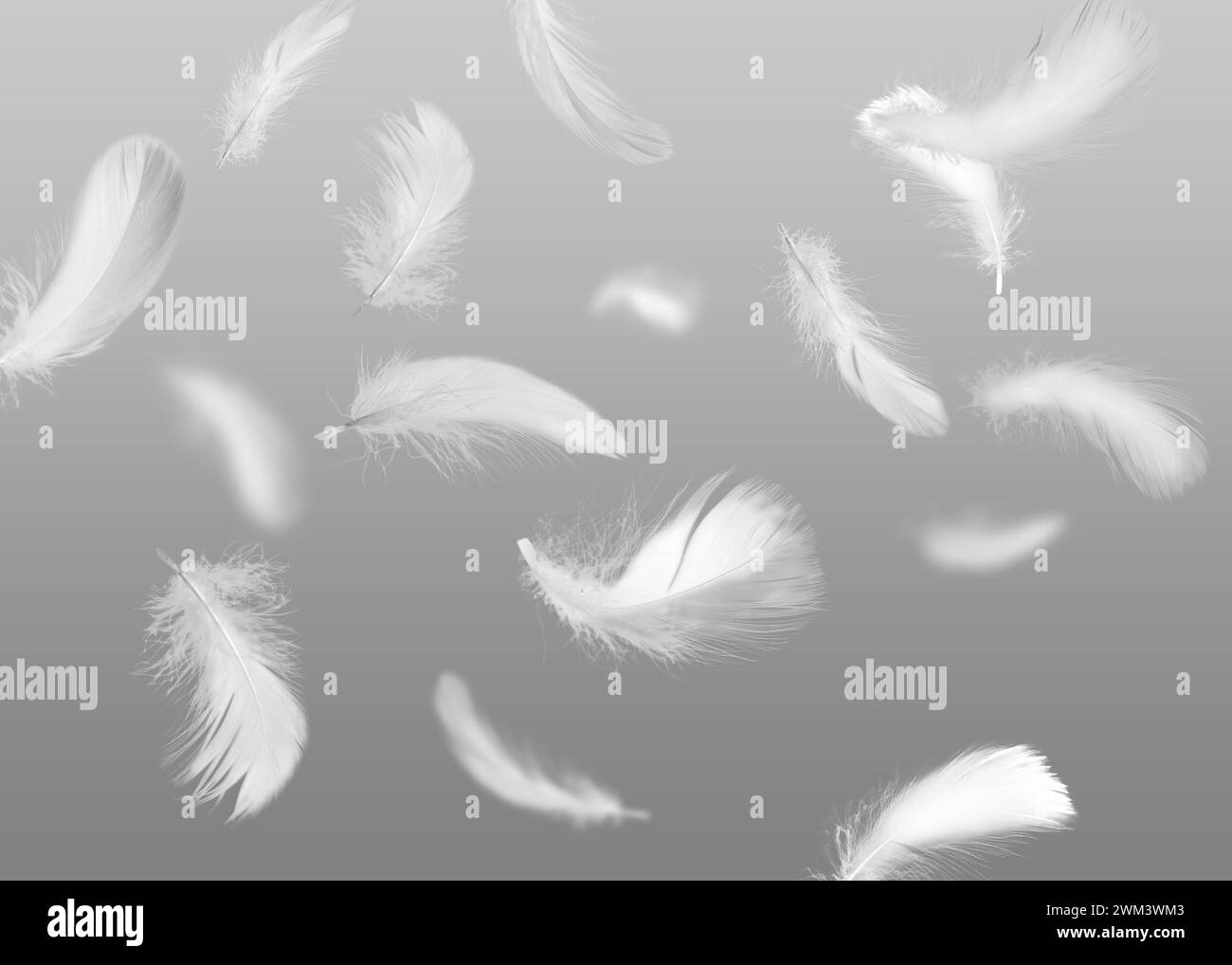 Fluffy bird feathers falling on grey background Stock Photo - Alamy