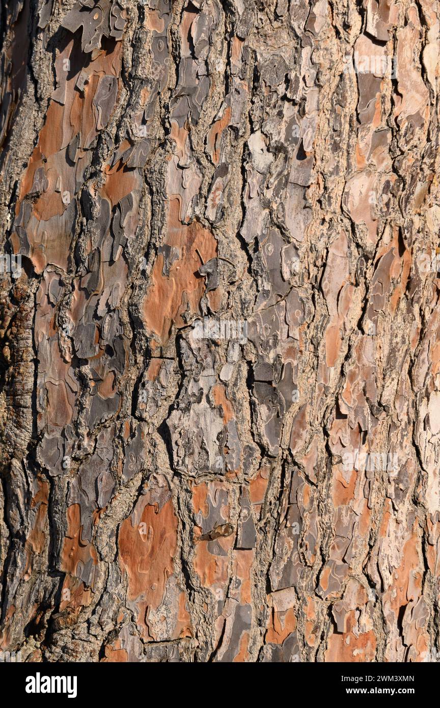 conifer bark as background Stock Photo - Alamy