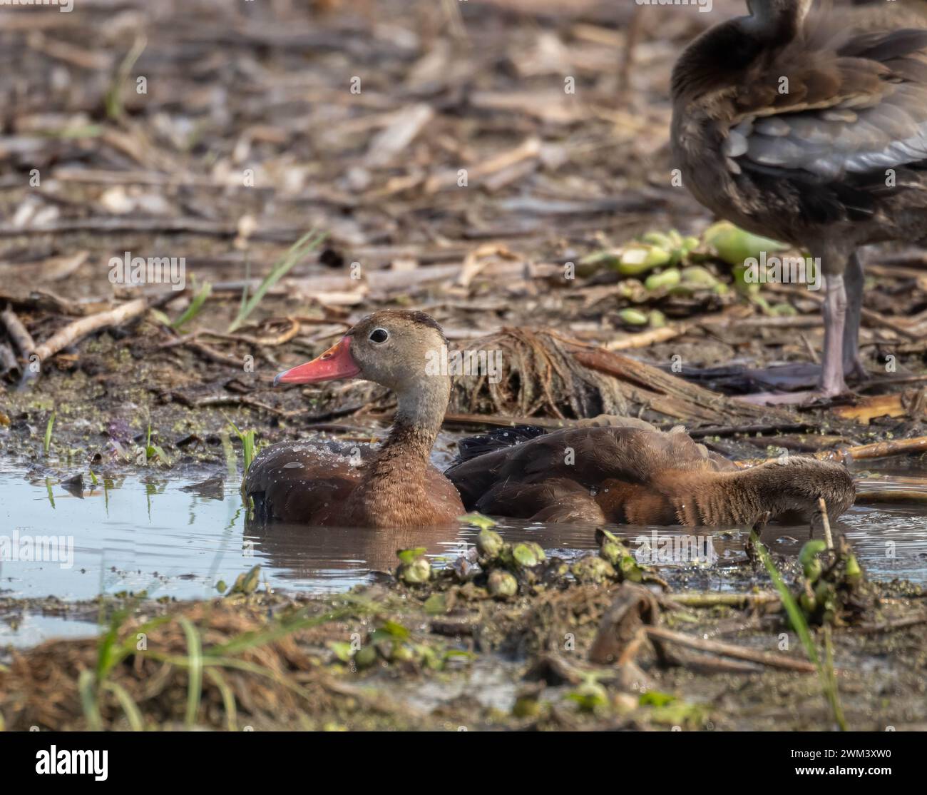 Black-bellied Whistling Ducks in wetland at Palo Verde National Park in ...