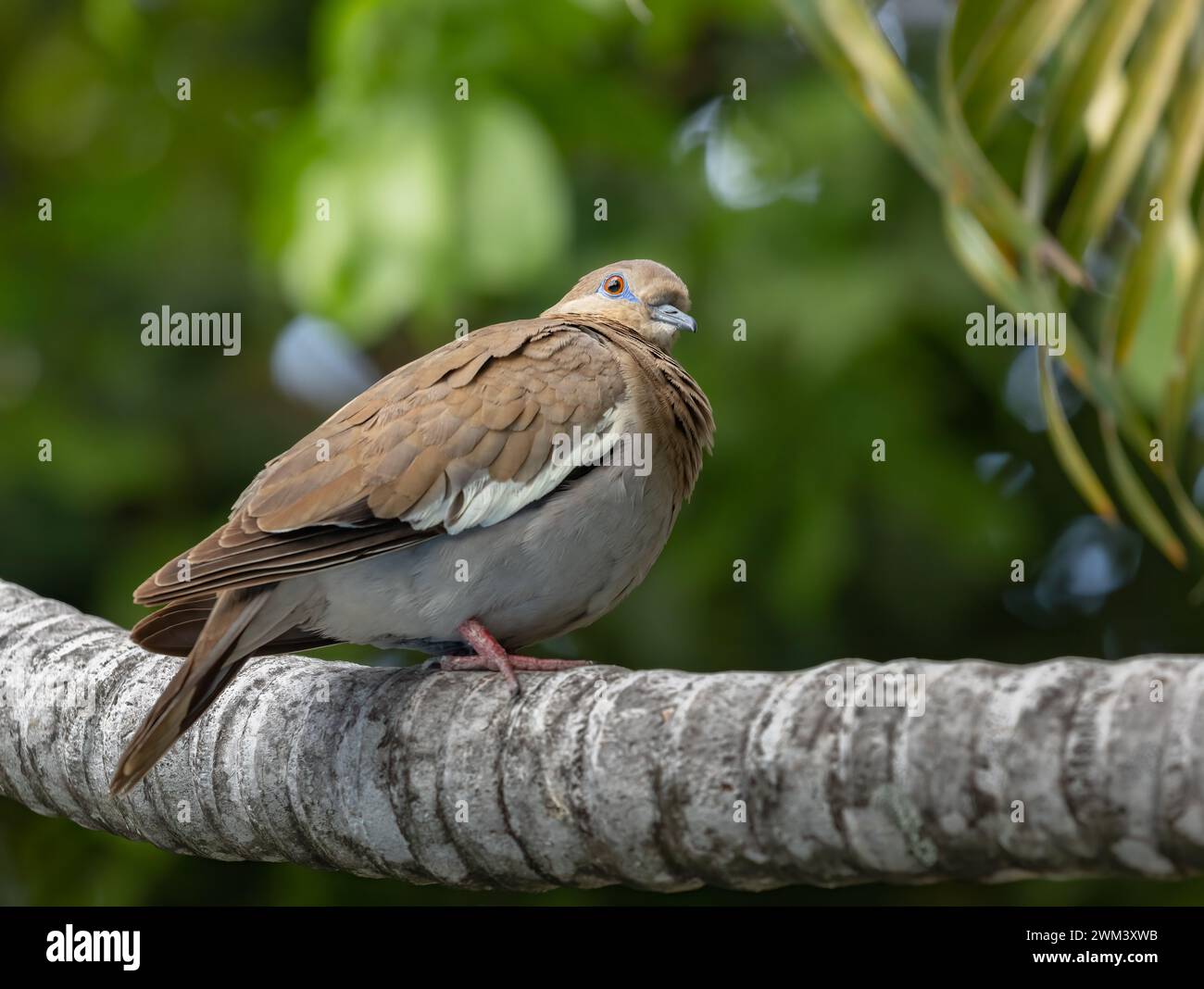 White-winged Dove close up in a tropical tree Stock Photo - Alamy