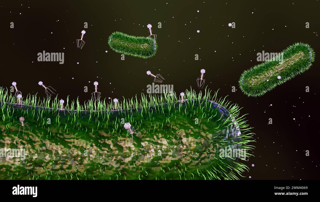 3d rendering of bacteriophages that infect and destroy bacteria Stock ...