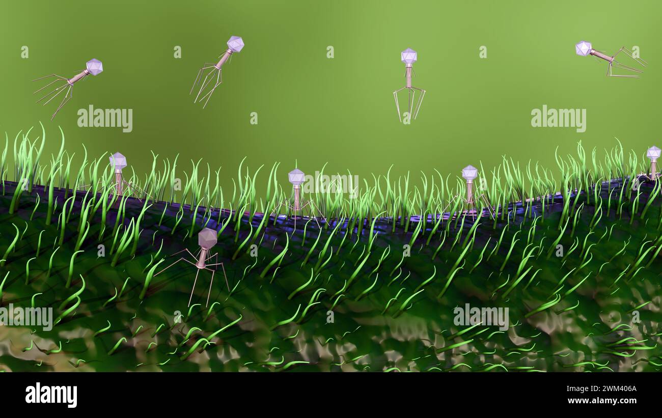3d rendering of bacteriophages that infect and destroy bacteria Stock ...