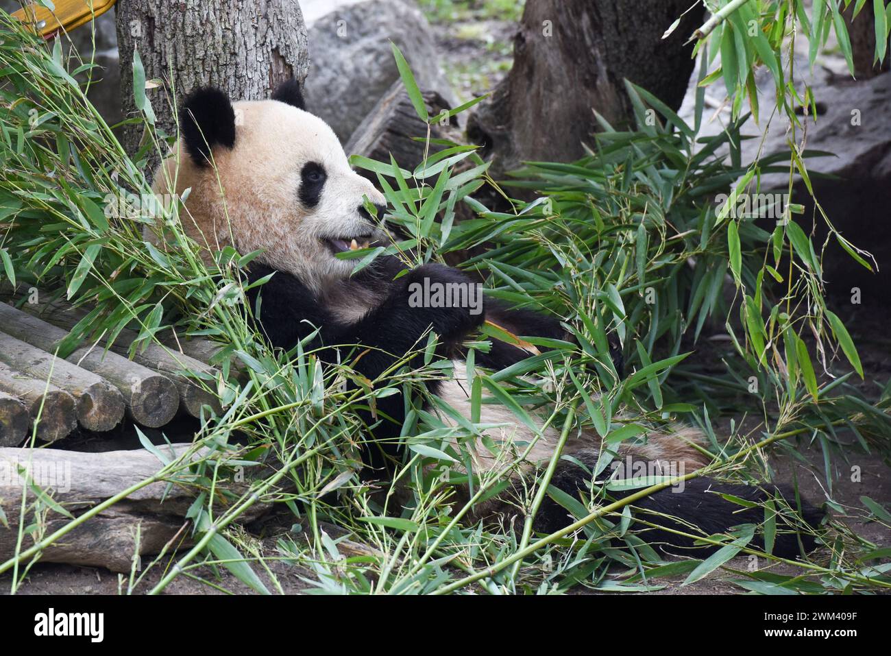 Madrid, Spain. 22nd Feb, 2024. A giant panda is pictured at a zoo in ...