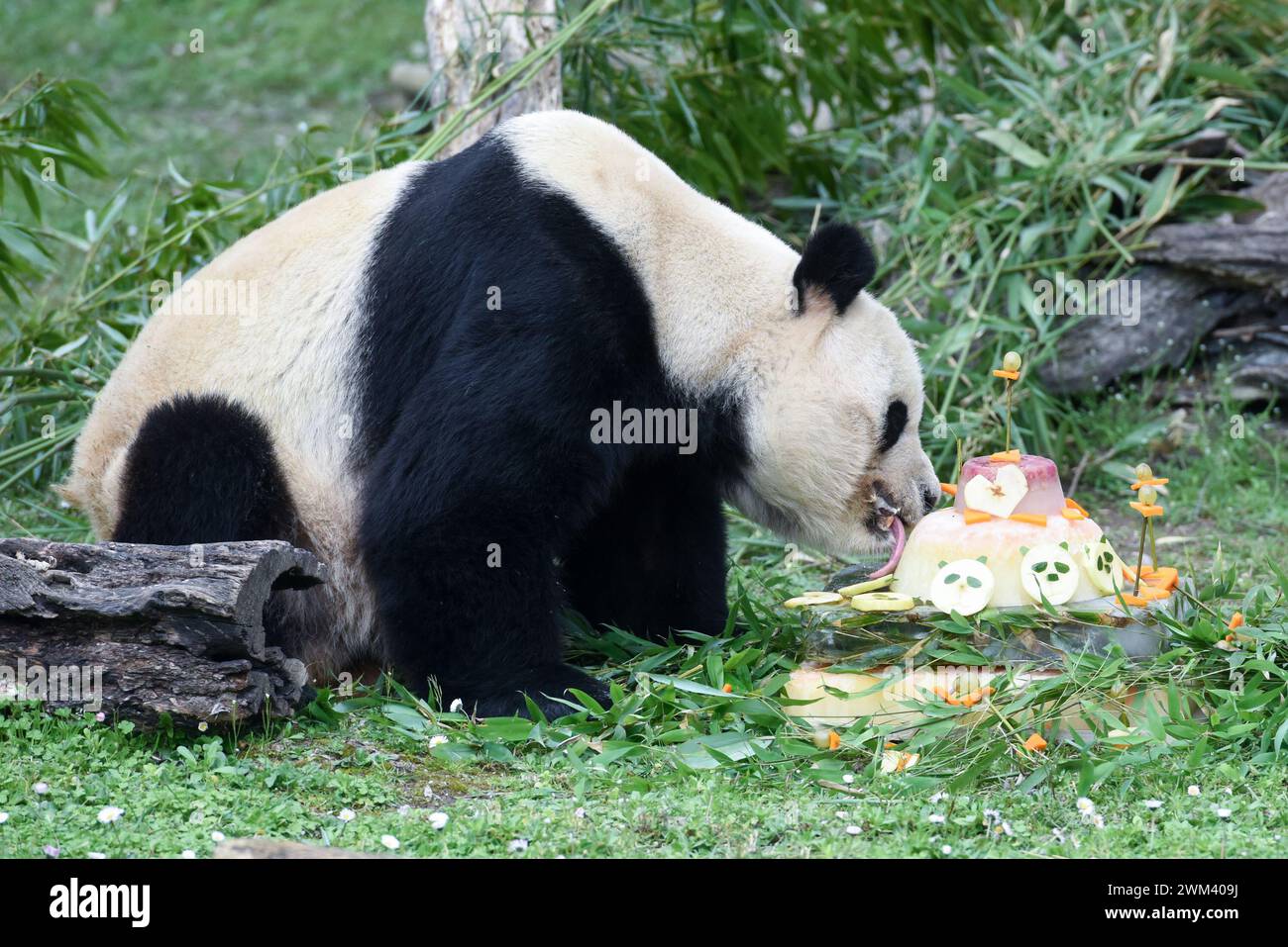 Madrid, Spain. 22nd Feb, 2024. Giant panda Bing Xing eats a cake at the ...