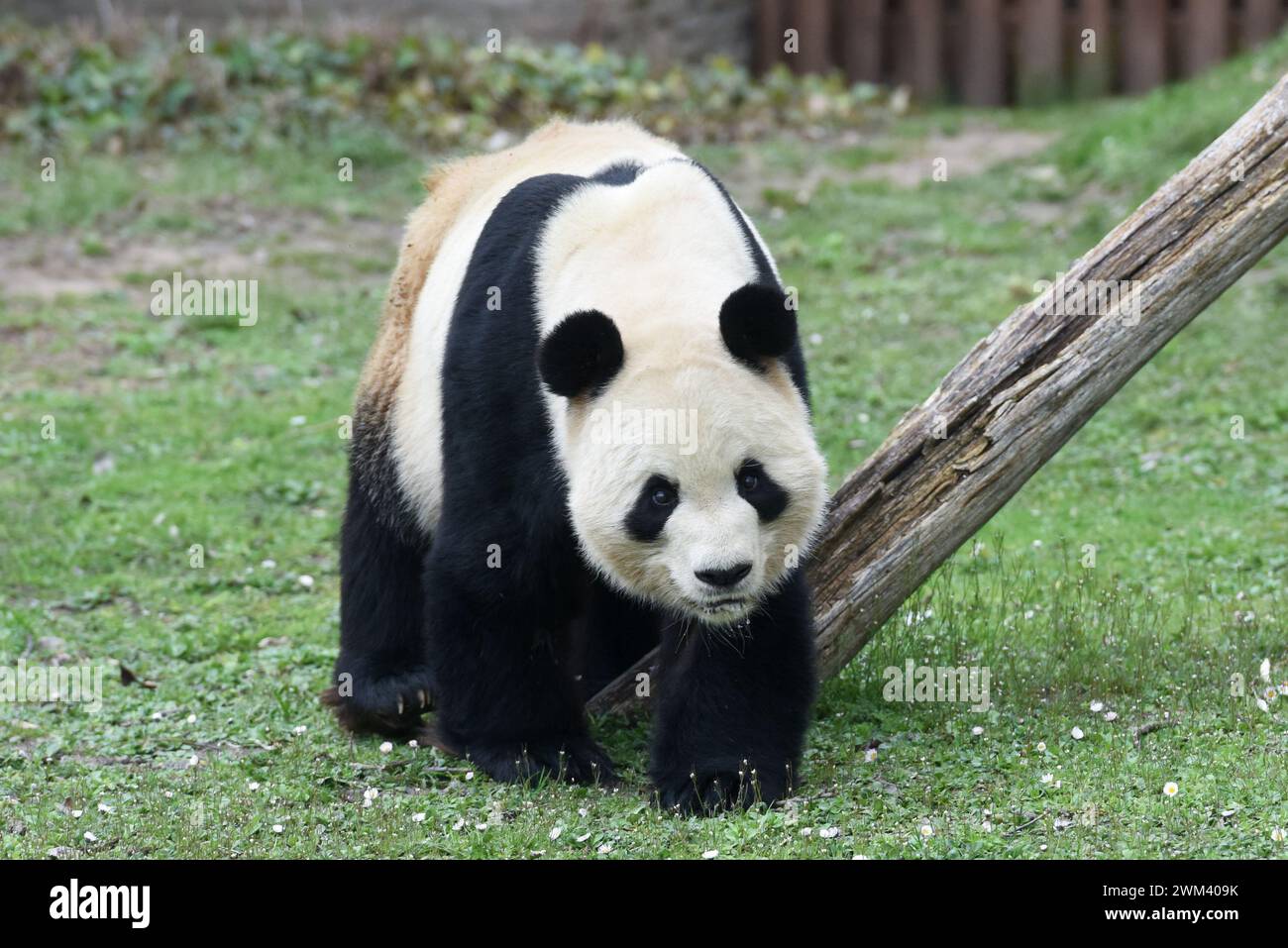 (240224) -- MADRID, Feb. 24, 2024 (Xinhua) -- Giant panda Bing Xing is ...