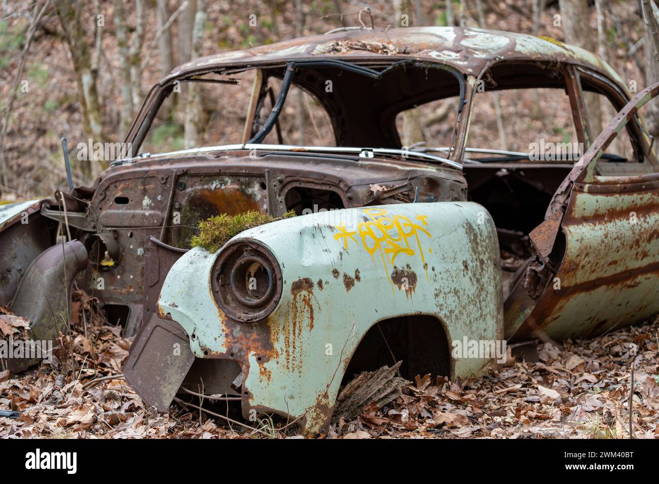 Rusted-out antique car body in the woods, with graffiti and moss. In ...