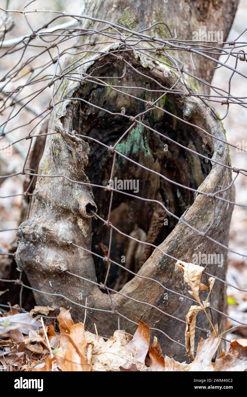 Hollow tree stump that has grown through an old wire fence. There are ...