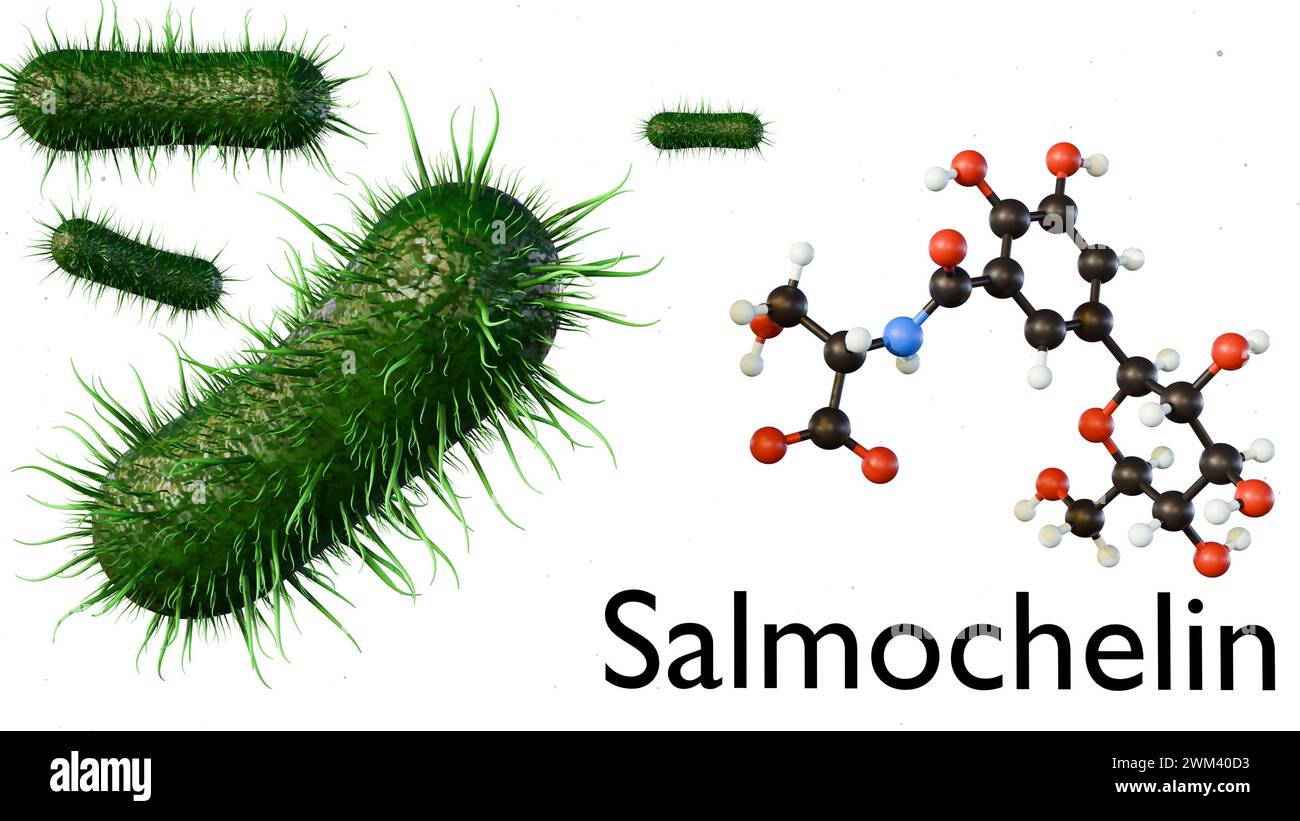 3d rendering of salmochelin molecule, enterobactin produced by ...
