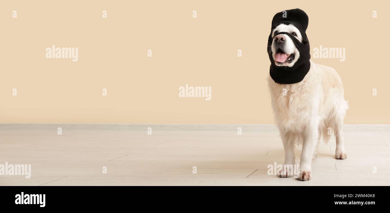 Labrador dog in balaclava near beige wall. Banner for design Stock ...