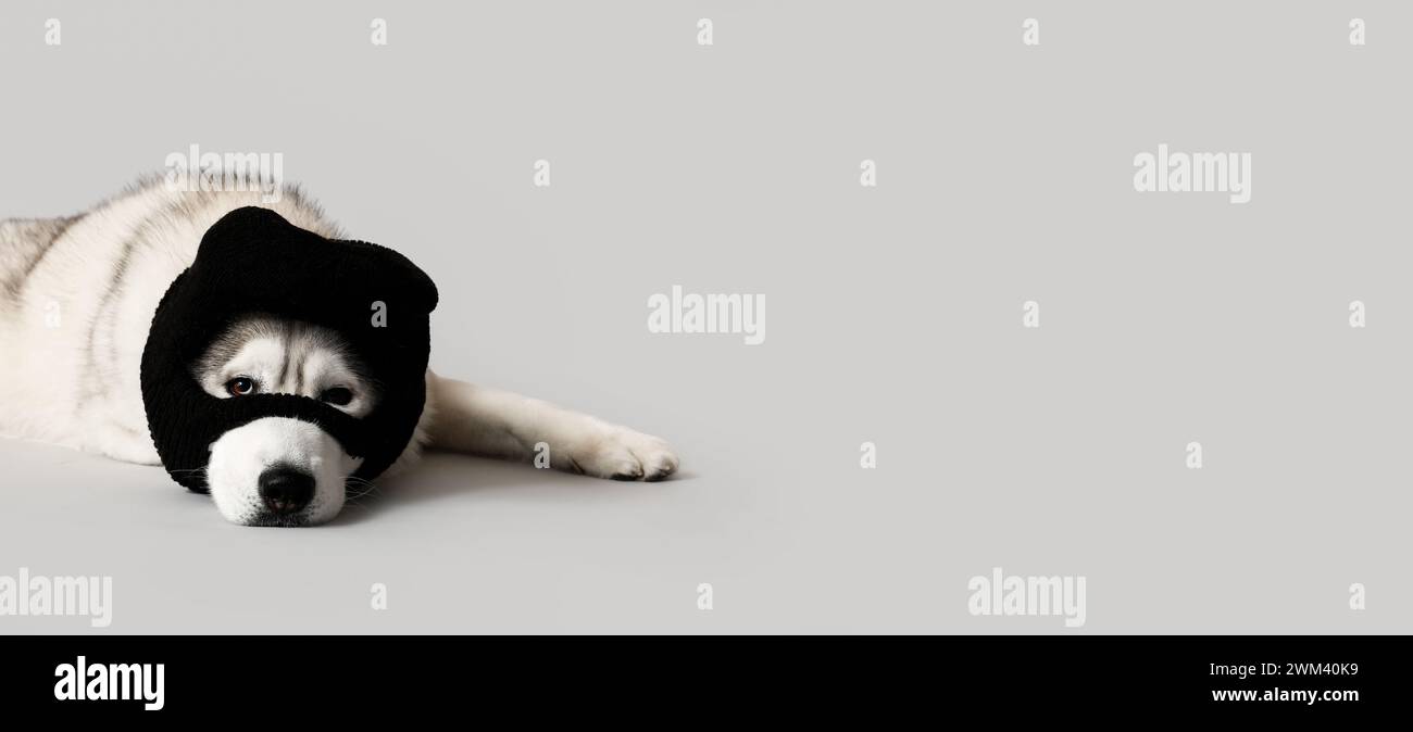Husky dog in balaclava on grey background with space for text Stock ...