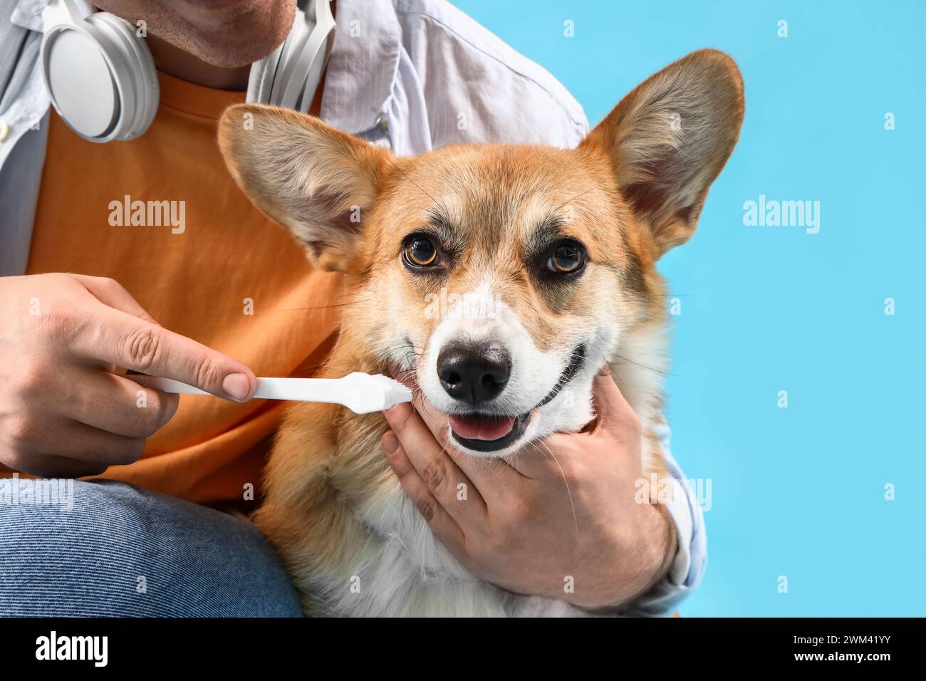 Male owner brushing teeth of corgi dog on blue background, closeup ...