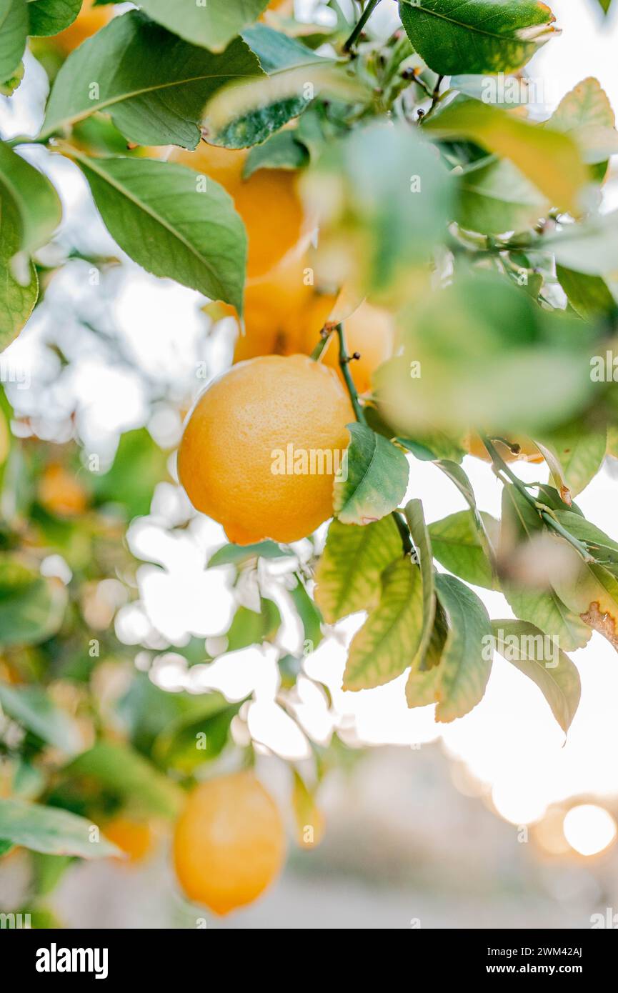 Lemon on a lemon tree in morning light Stock Photo - Alamy