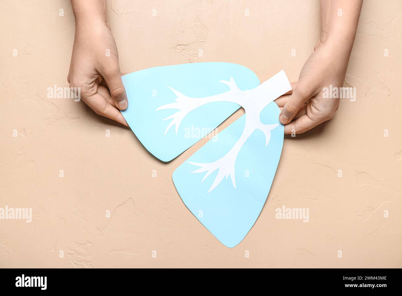 Female hands with paper lungs on beige background Stock Photo - Alamy