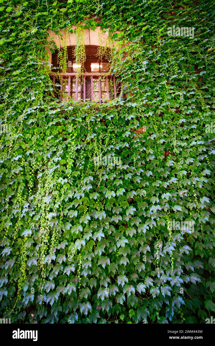 Lush greenery climbing exterior wall and surrounding barred window ...