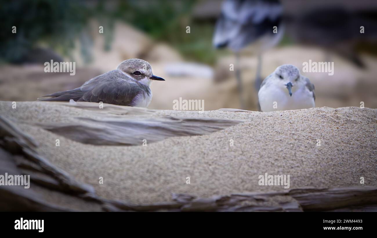 Western snowy plover hi-res stock photography and images - Alamy