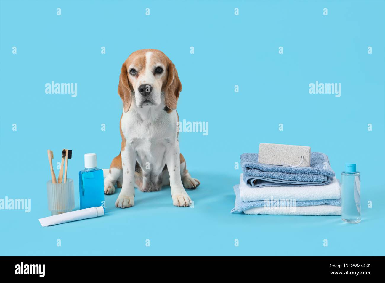 Cute Beagle dog with bath accessories on blue background Stock Photo ...
