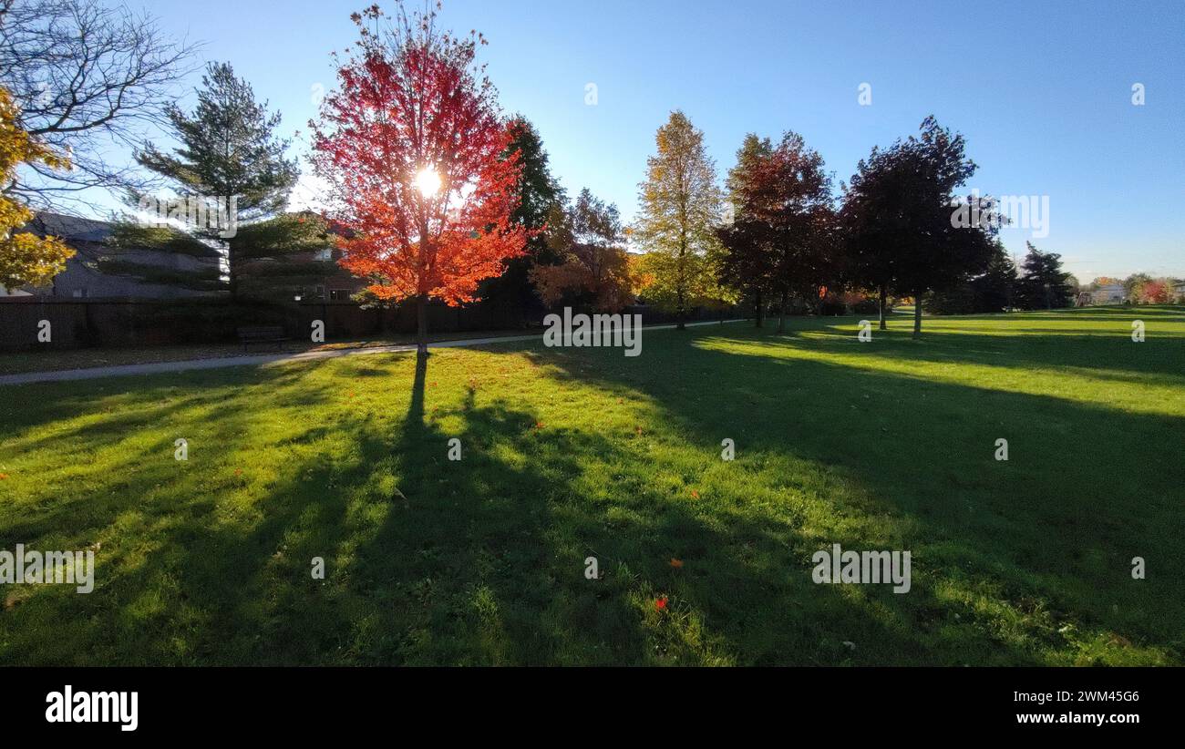 Back lit red maple tree in the park with sunbeam and shadow in the ...