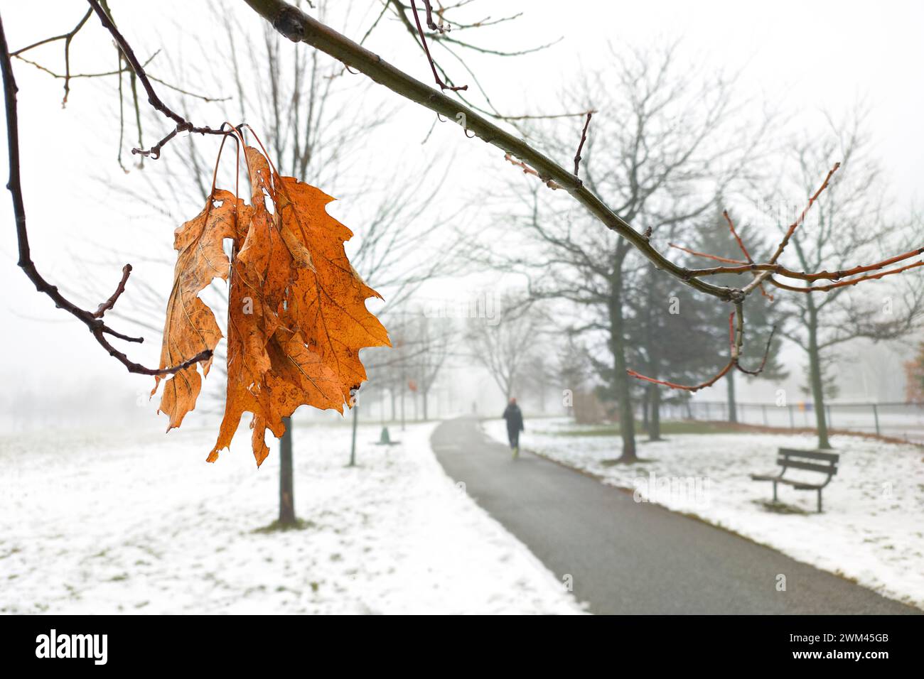 Winter leaf colour hi-res stock photography and images - Alamy