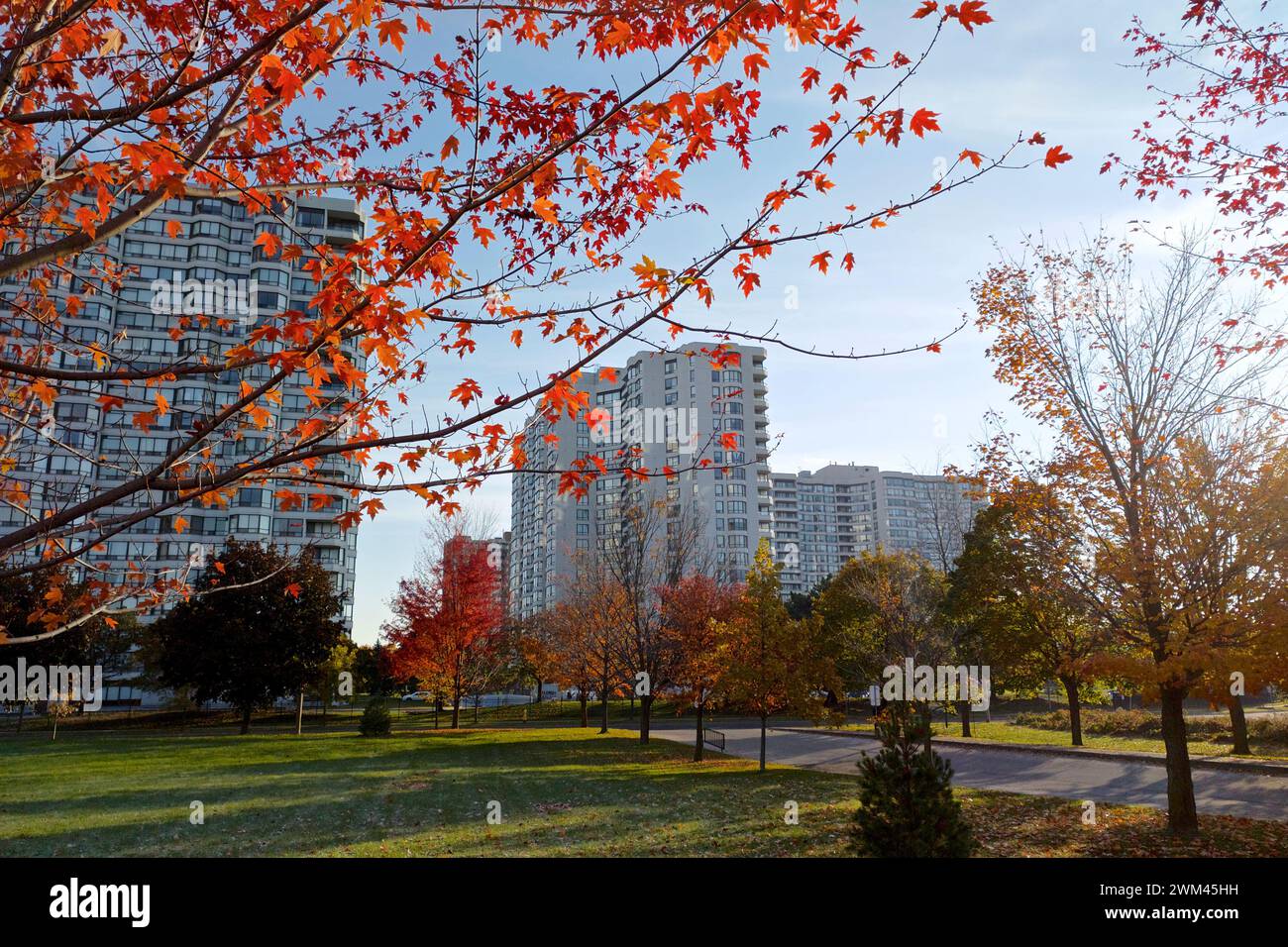 Autumn leaf colour with an apartment building in the background Stock ...