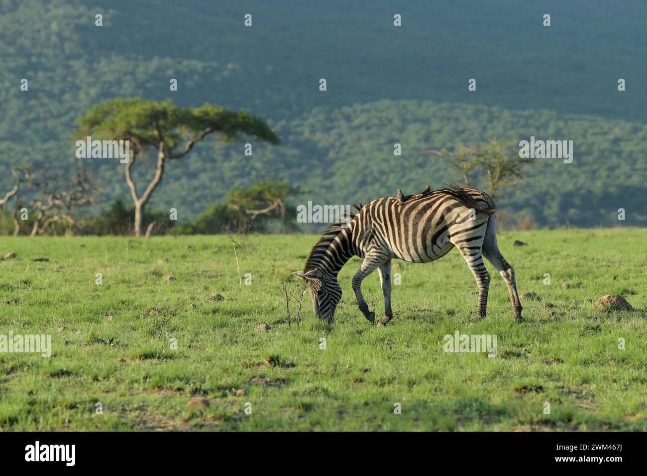 African wildlife safari scene, Zebra, Equis quagga, feeding on grass ...
