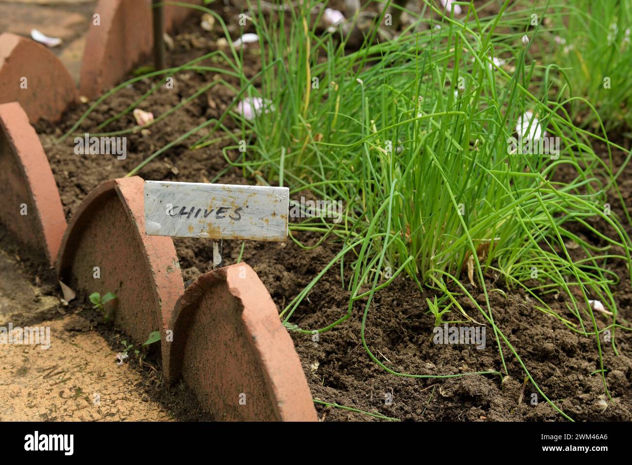 Chives, Allium schoenoprasum, fresh food flavour ingredient growing in ...