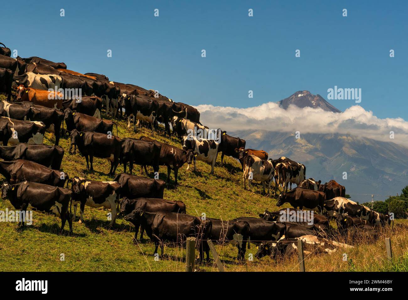 Herd of Taranaki dairy milking cows on the hill with the iconic ...
