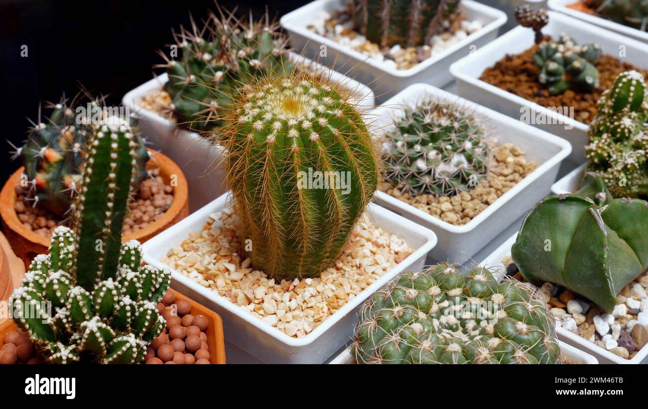 Assorted cacti on display in small pots, showcasing various types of ...