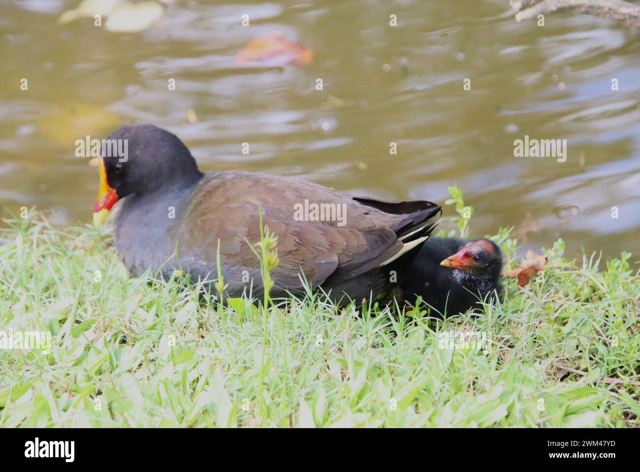 A Moorhen and Its Chick, Gympie, Australia Stock Photo - Alamy