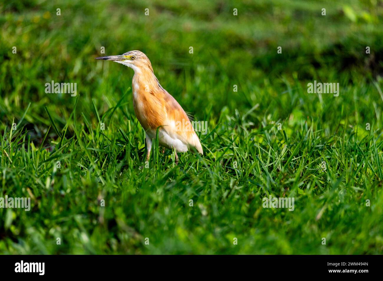 Breeding habitat is marshy wetlands in warm countries hi-res stock ...