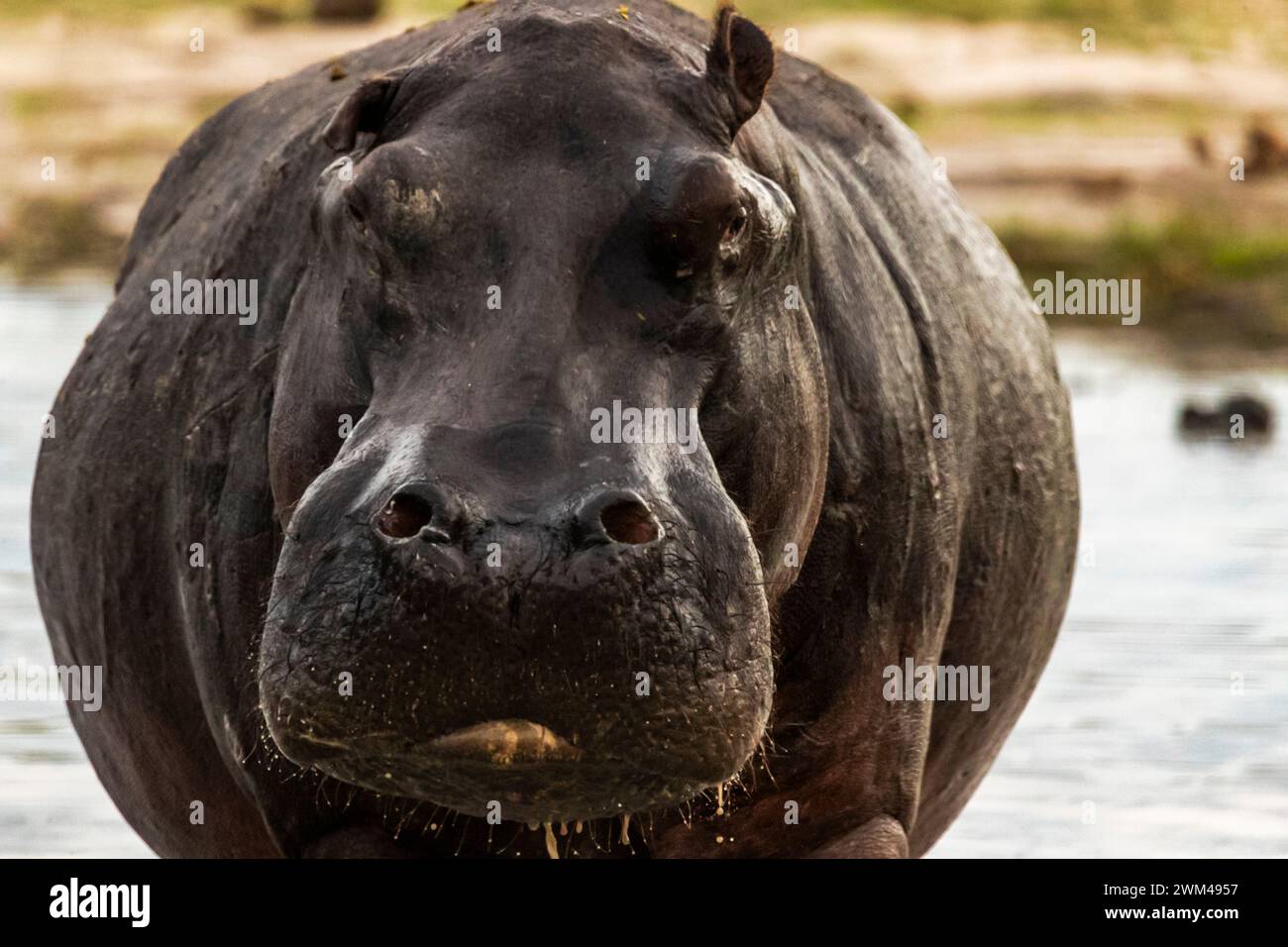 Droopy cheeks hi-res stock photography and images - Alamy
