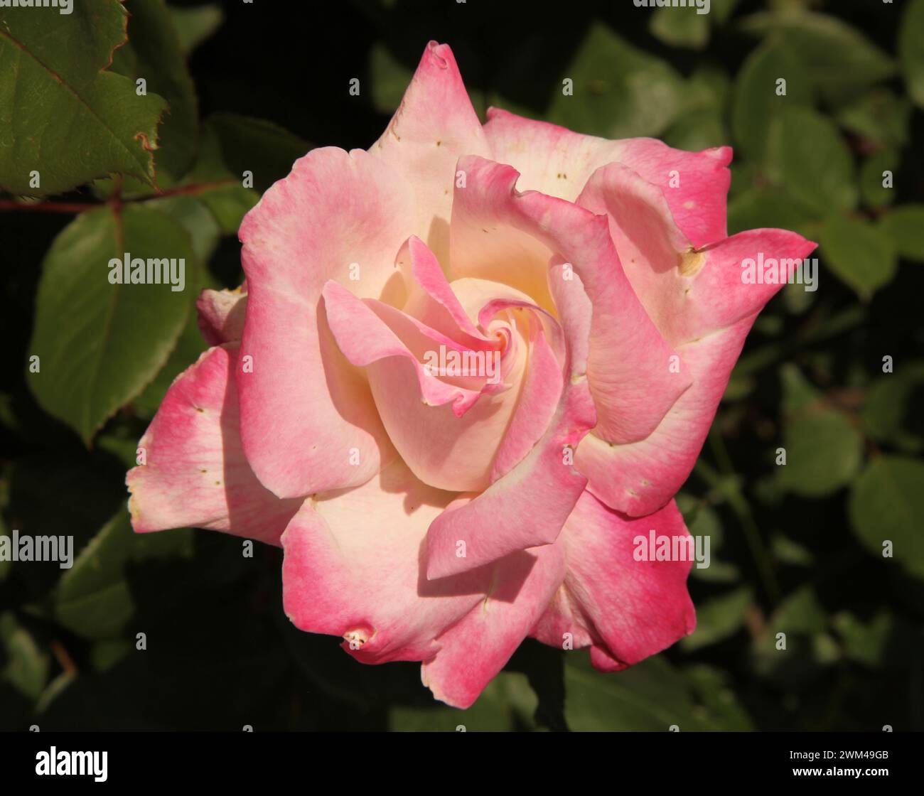Sunshine on a rose bush hi-res stock photography and images - Alamy