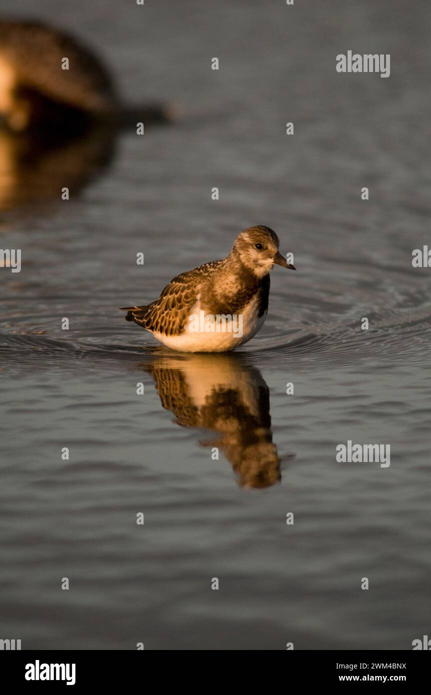 American Golden Plover Pluvialis dominica feeding on invertebrates in ...