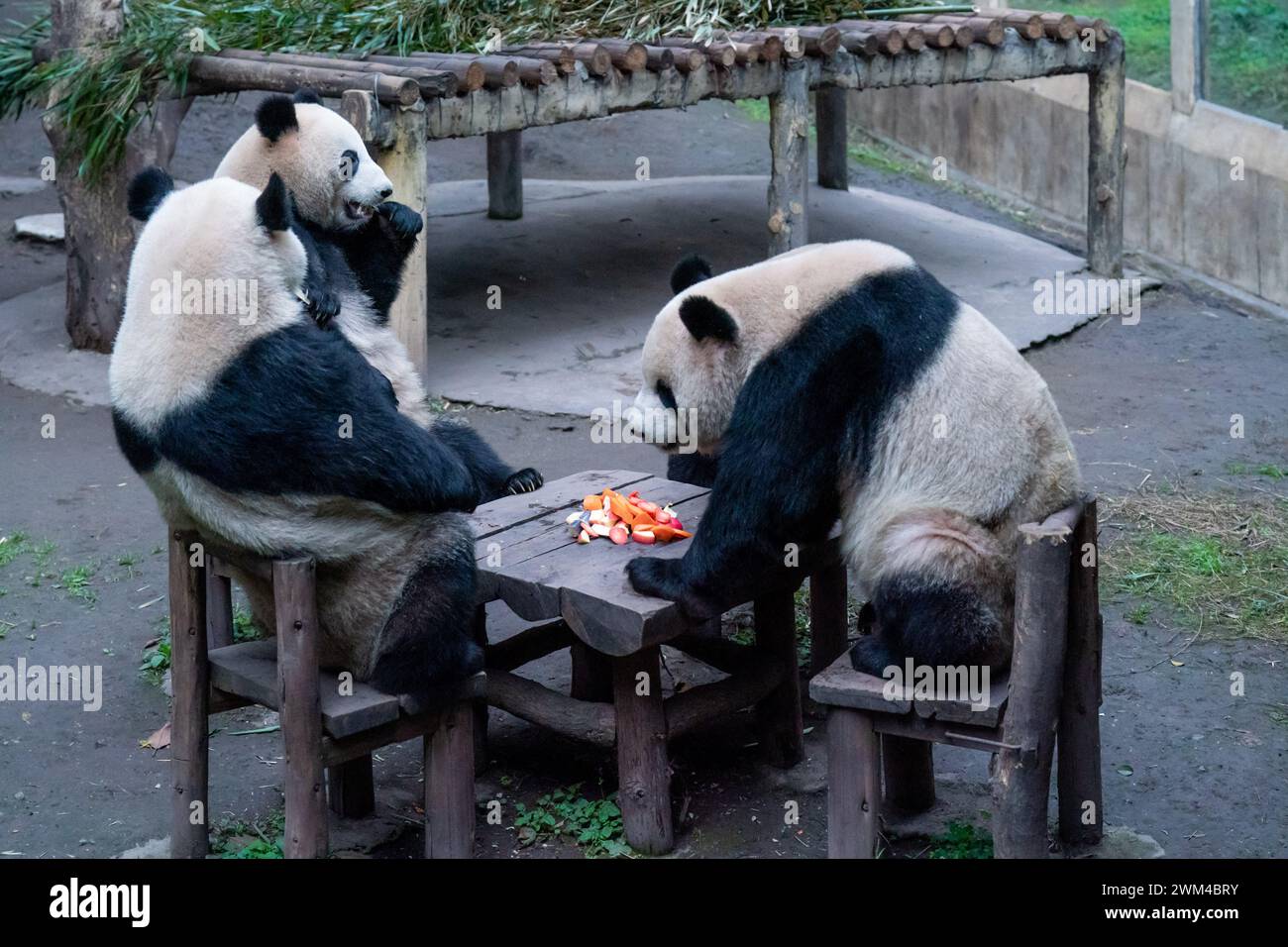 CHONGQING, CHINA - FEBRUARY 24, 2024 - Giant pandas sit around eating ...