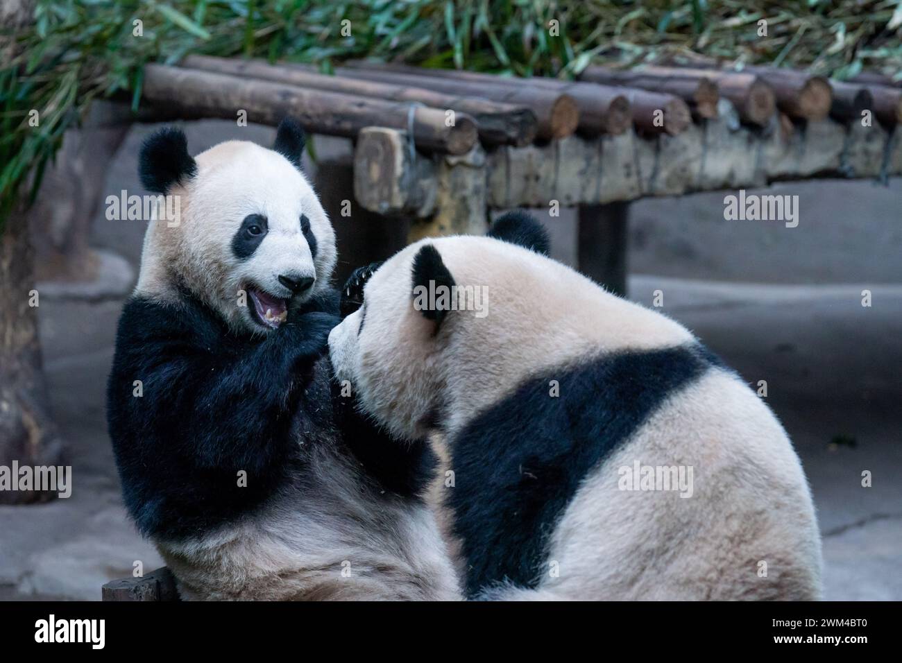 CHONGQING, CHINA - FEBRUARY 24, 2024 - Two giant pandas play at ...