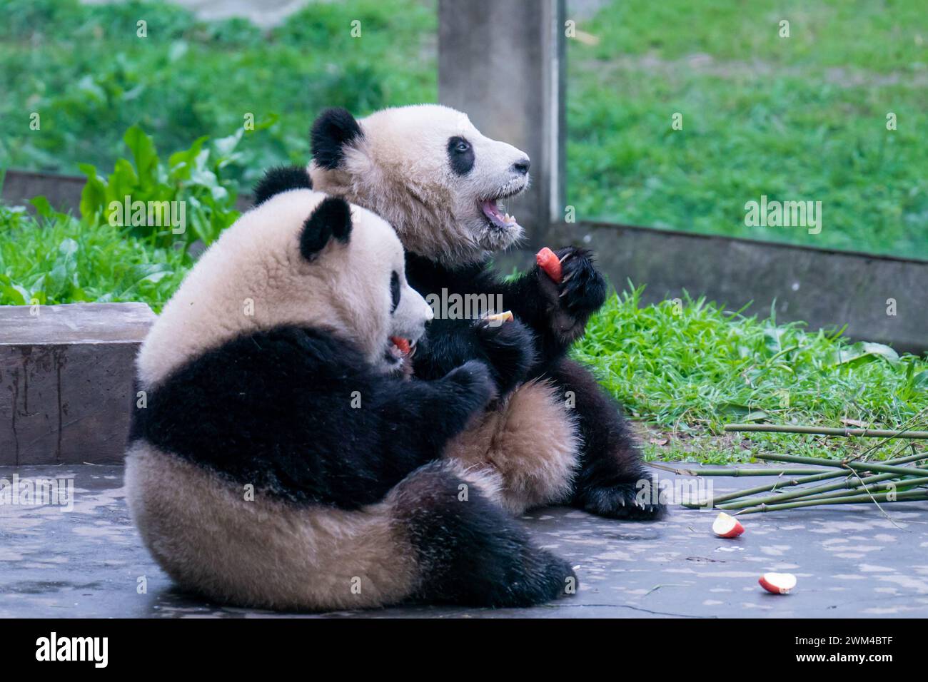 CHONGQING, CHINA - FEBRUARY 24, 2024 - Two giant pandas eat at ...