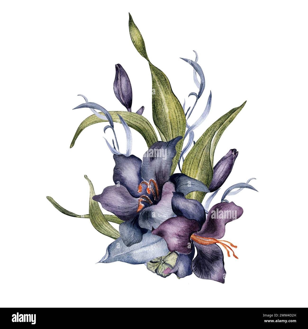 Watercolor arrangement of dark purple lily flower isolated on white ...