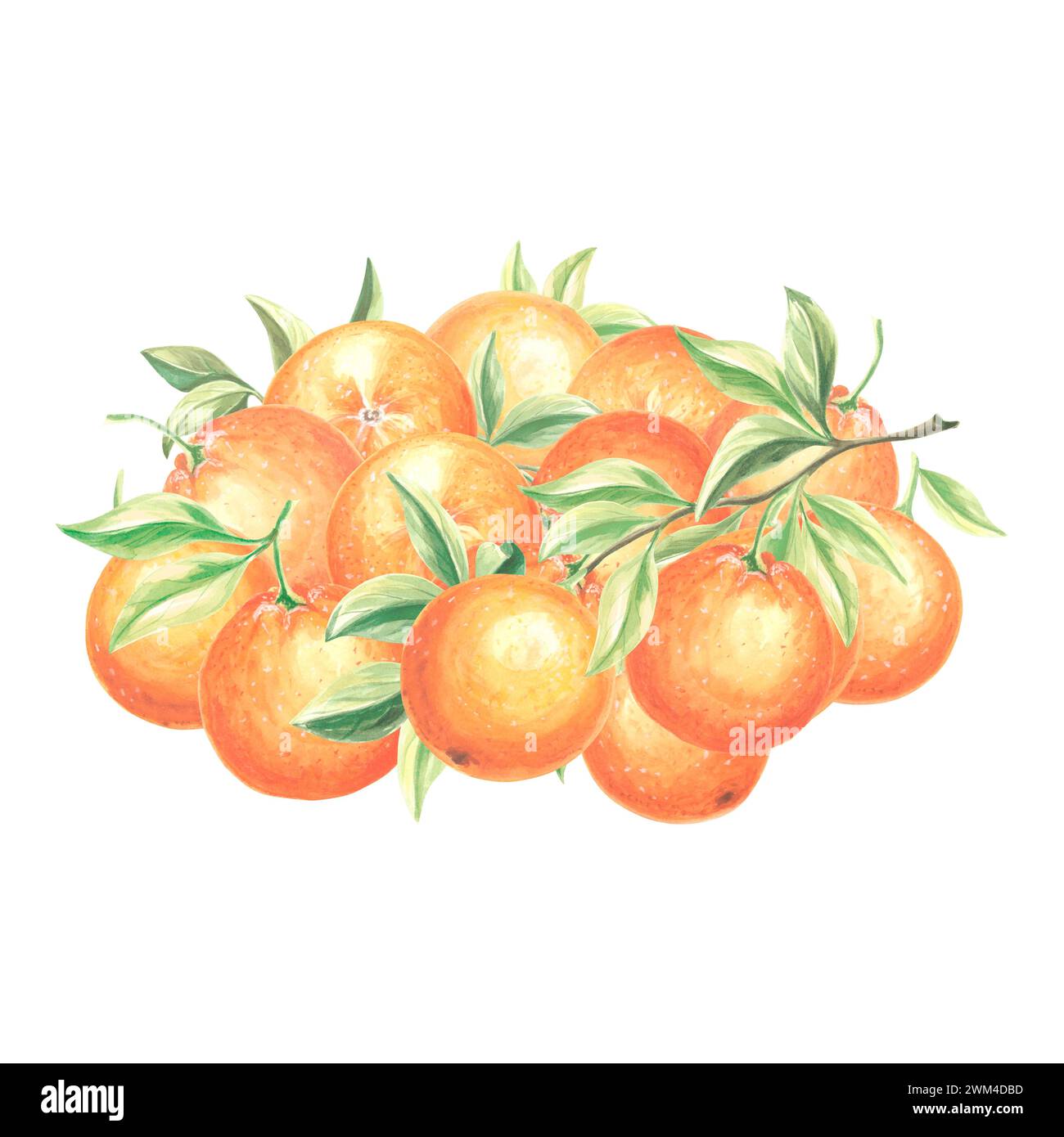Composition of oranges with green leaves. Watercolor summer citrus ...
