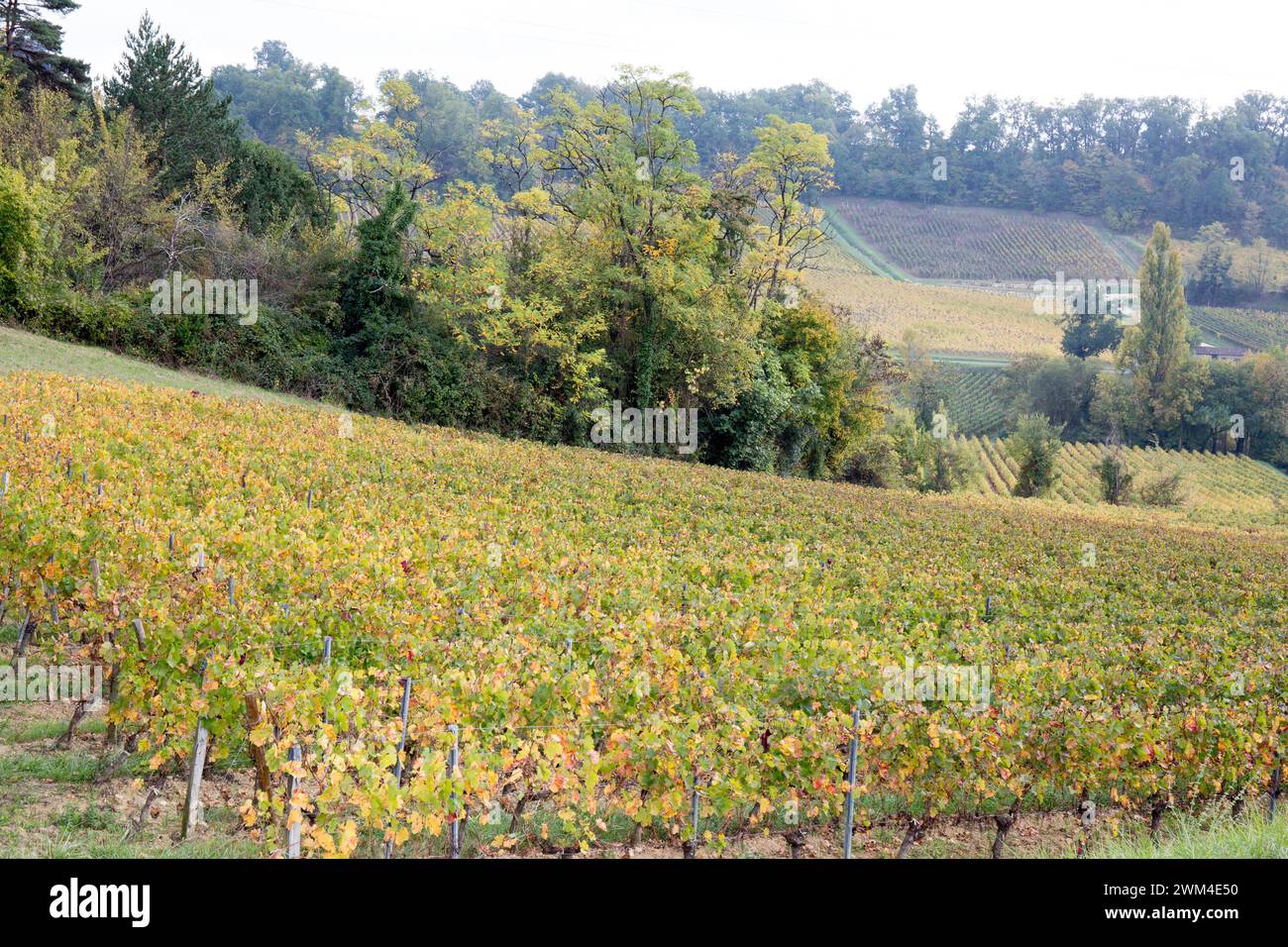 French vineyard bordeaux sunset hi-res stock photography and images - Alamy