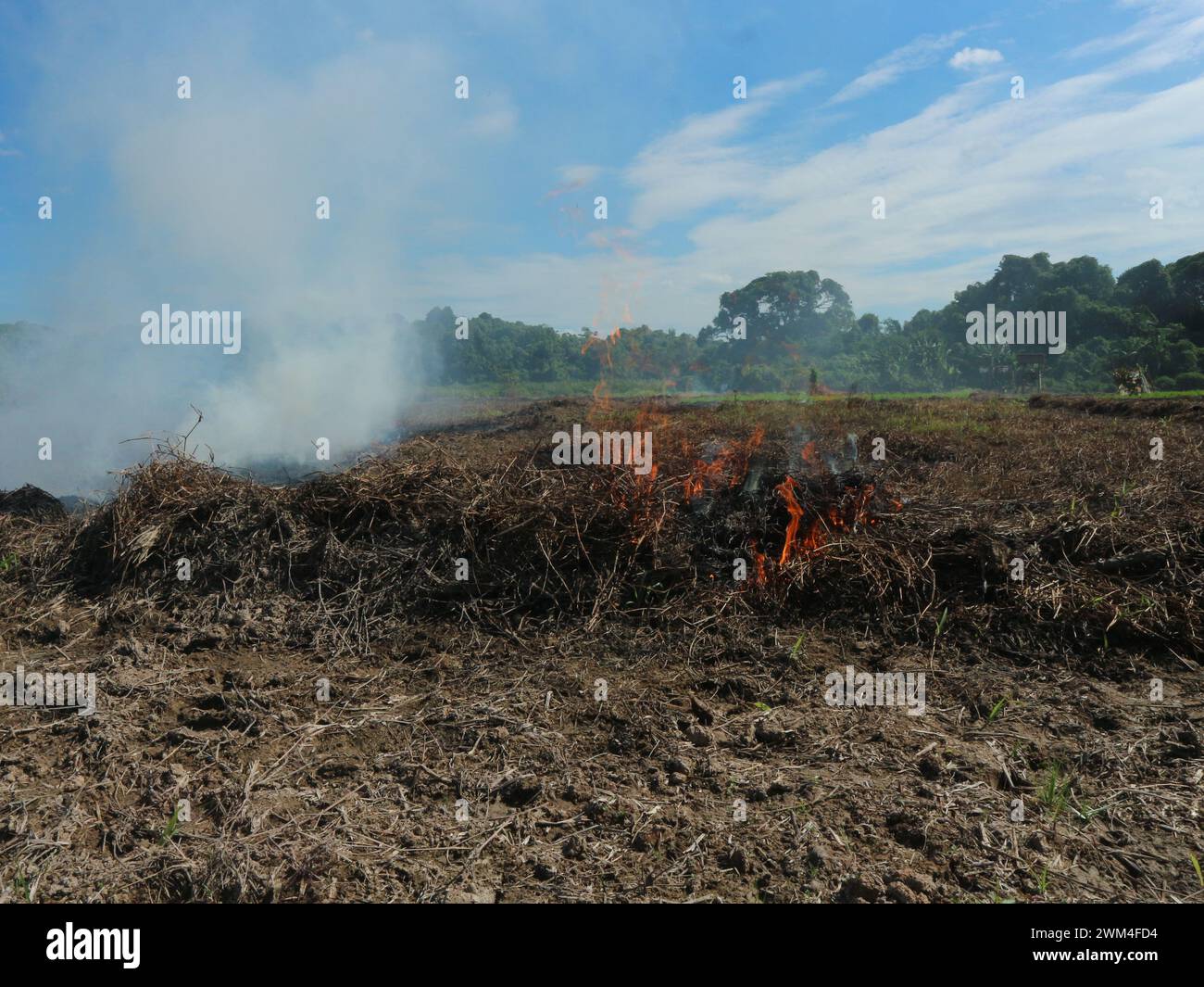 Burning land in agricultural fields that are still dry Stock Photo - Alamy