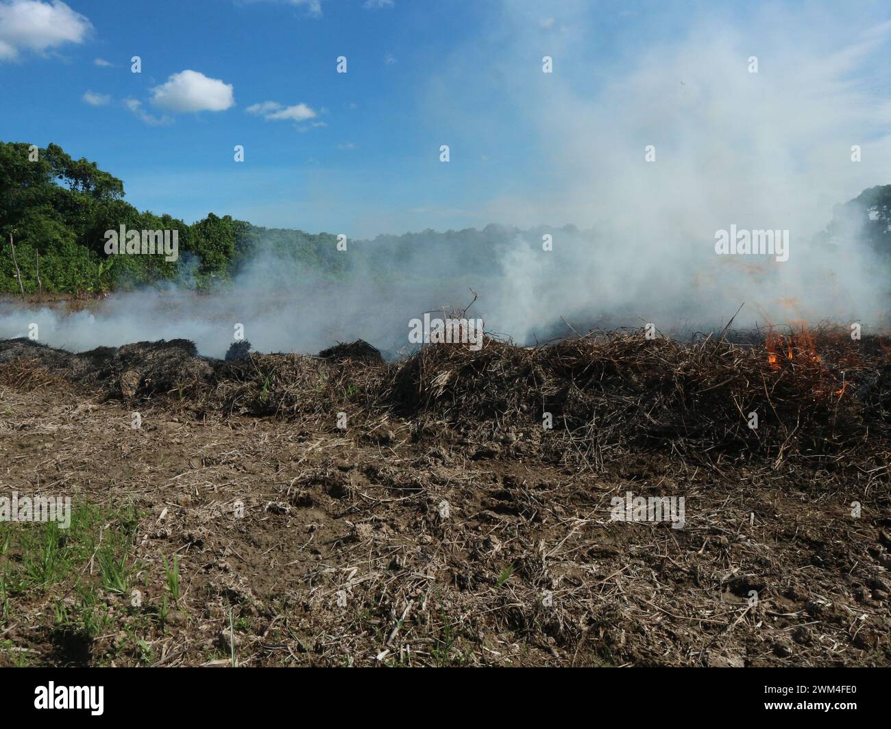 Burning land in agricultural fields that are still dry Stock Photo - Alamy