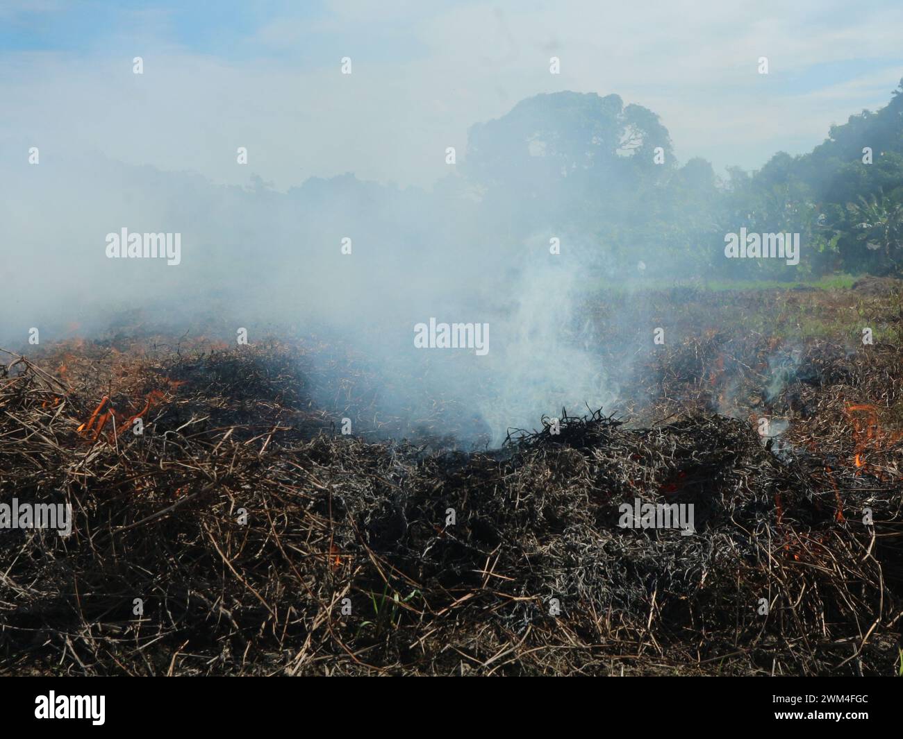 Burning land in agricultural fields that are still dry Stock Photo - Alamy