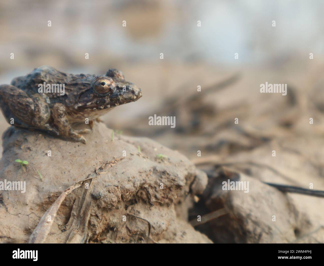 Baby frog hunting hi-res stock photography and images - Alamy