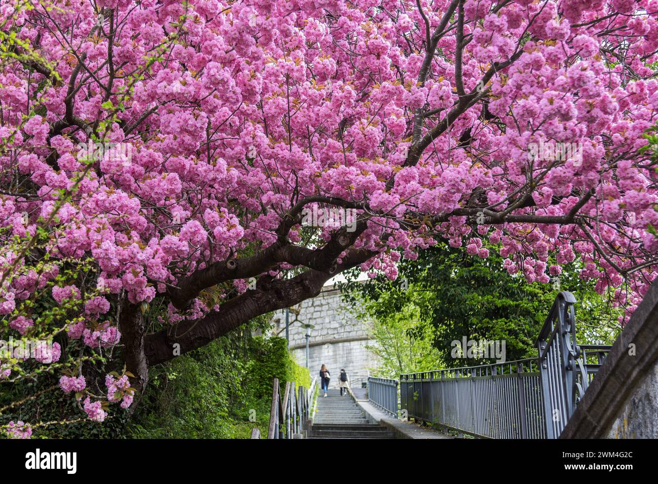 A huge, old pink cherry tree in full blooming over the stone staircase ...